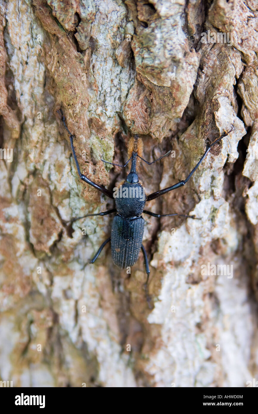 Bearded weevil bottle brush weevil Rhinostomus barbirostris Fabricius ...