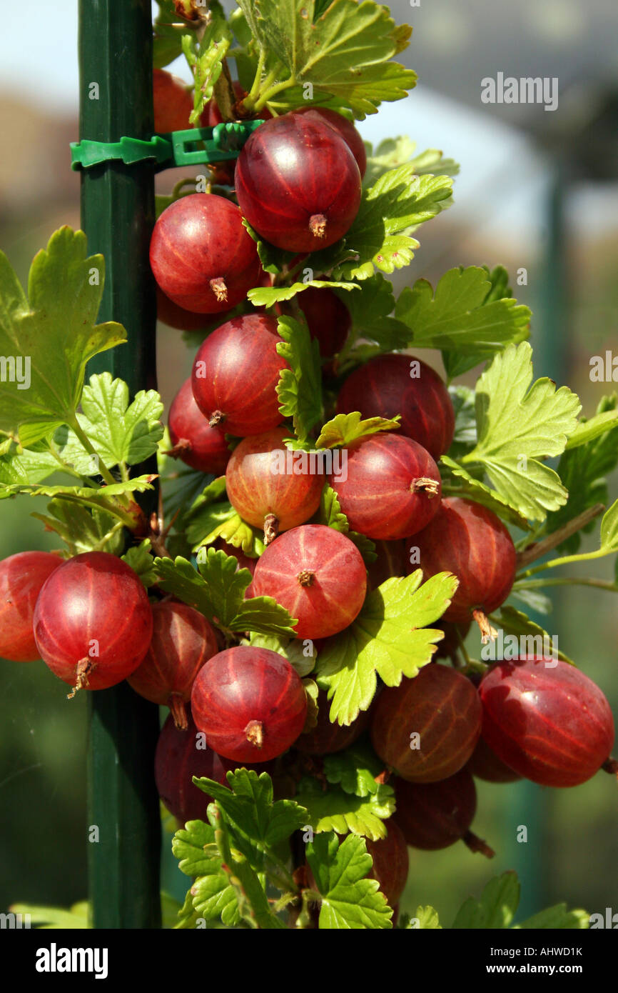 Standard gooseberry hi-res stock photography and images - Alamy