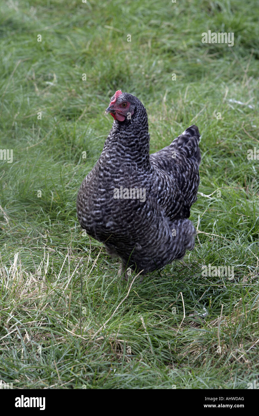 Light sussex Domestic breed of fowl Warwickshire Stock Photo - Alamy