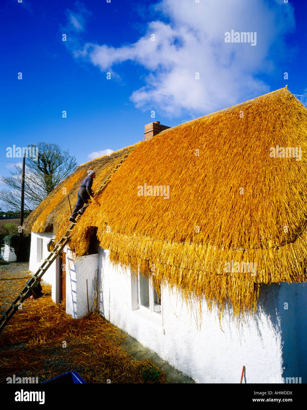 thatchers at work Stock Photo - Alamy