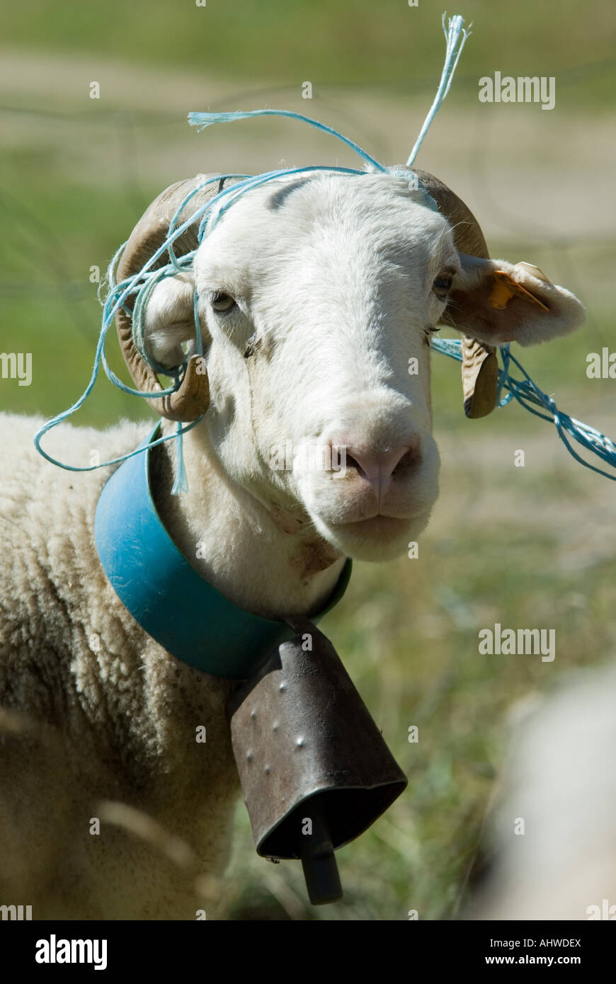 Goat in French Pyrenees Stock Photo - Alamy