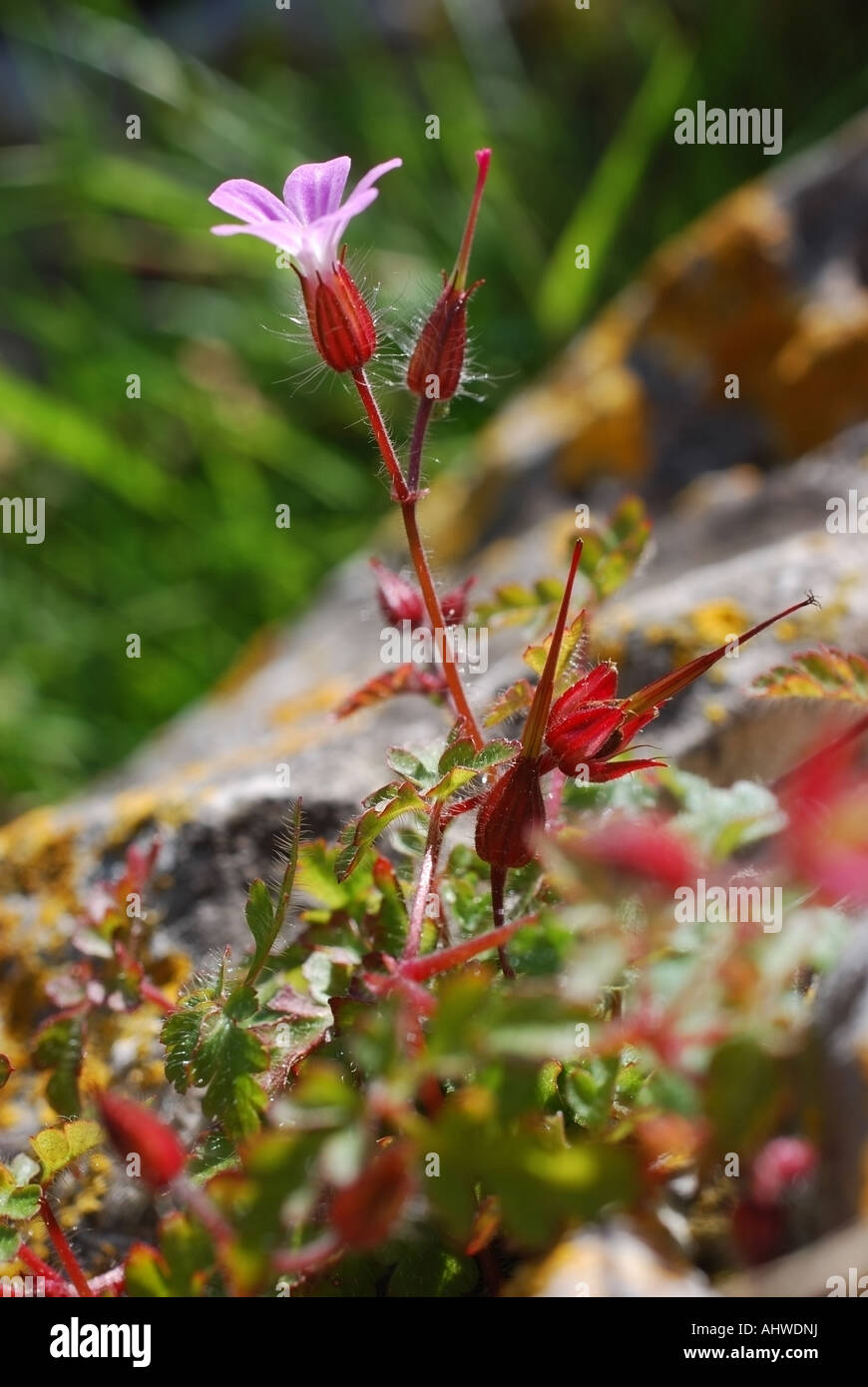 Shining Crane's bill Geranium lucidum Stock Photo - Alamy