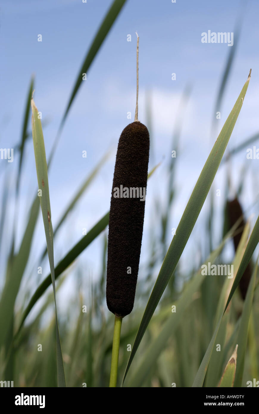 Bulrush or greater reedmace hi-res stock photography and images - Alamy