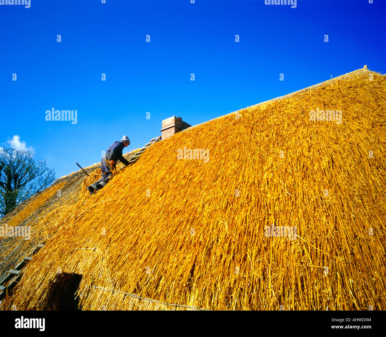thatchers at work Stock Photo - Alamy