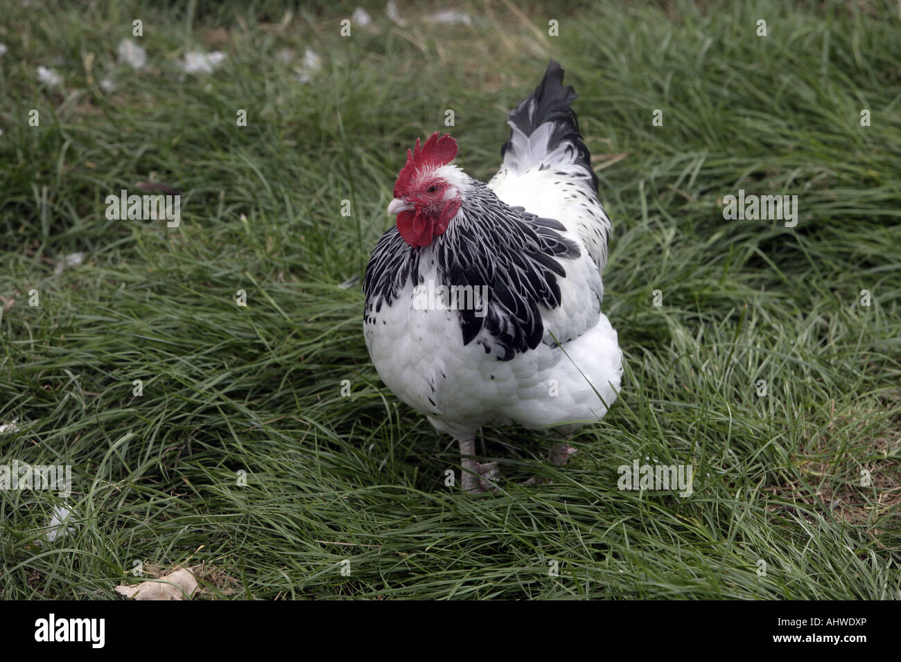 Light sussex minature Domestic breed of fowl Warwickshire Stock Photo ...
