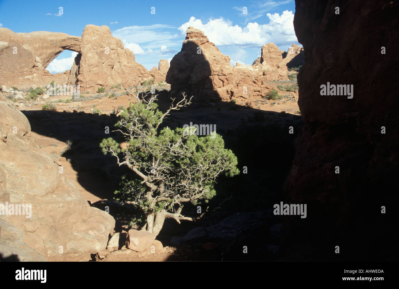 Tree Arches NP Utah Stock Photo - Alamy