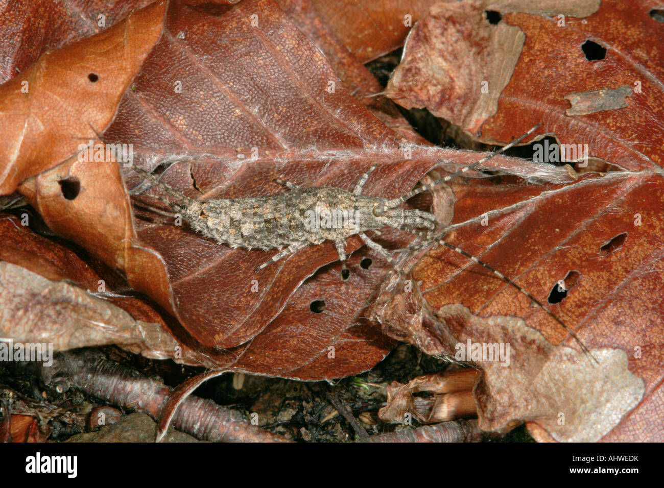 Thysanura hi-res stock photography and images - Alamy