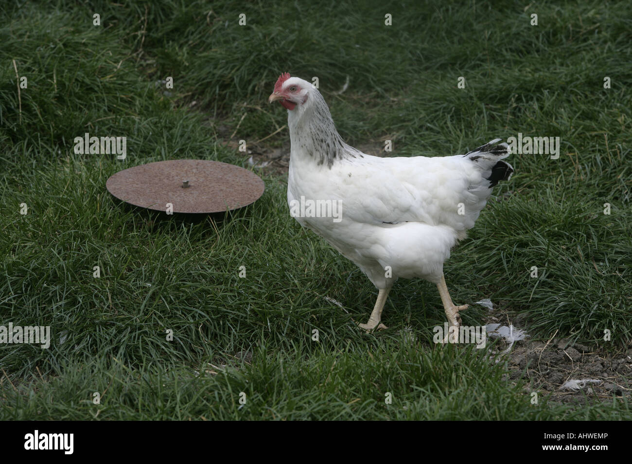 Light sussex Domestic breed of fowl Warwickshire Stock Photo - Alamy