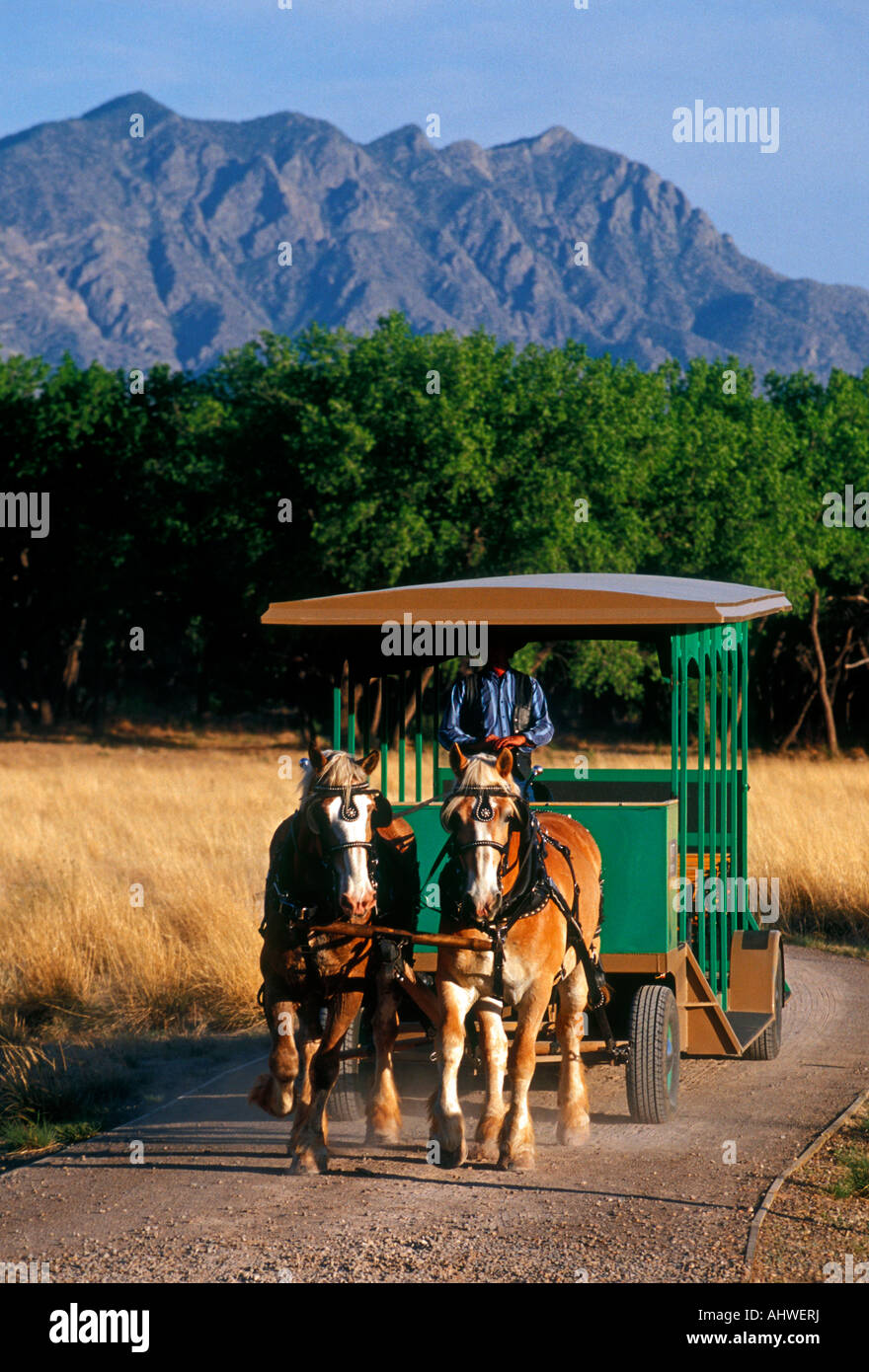 horse-drawn coach ride, horse-drawn wagon ride, Hyatt Regency Tamaya ...