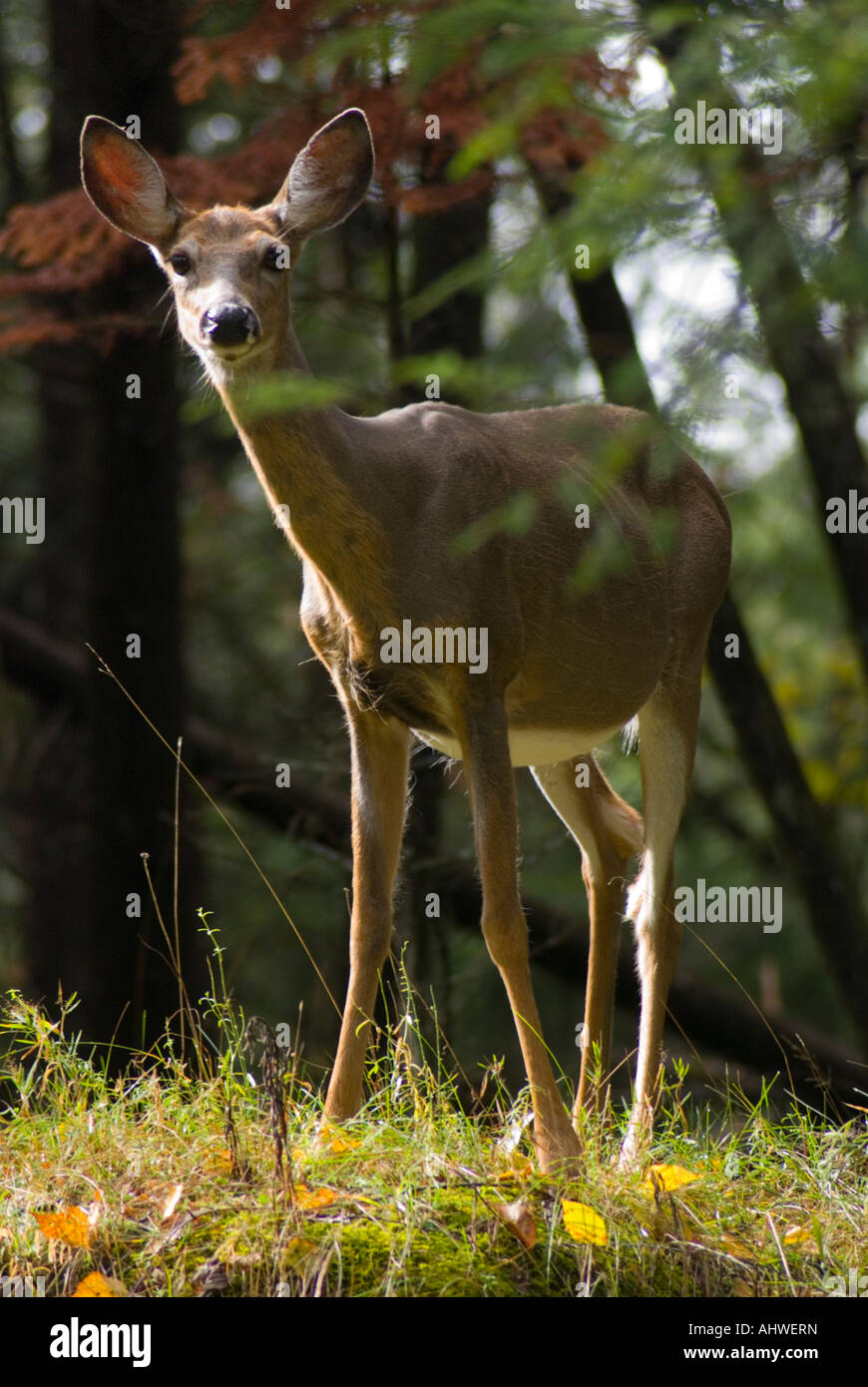 A whitetail deer hears me in northern Ontario Stock Photo - Alamy