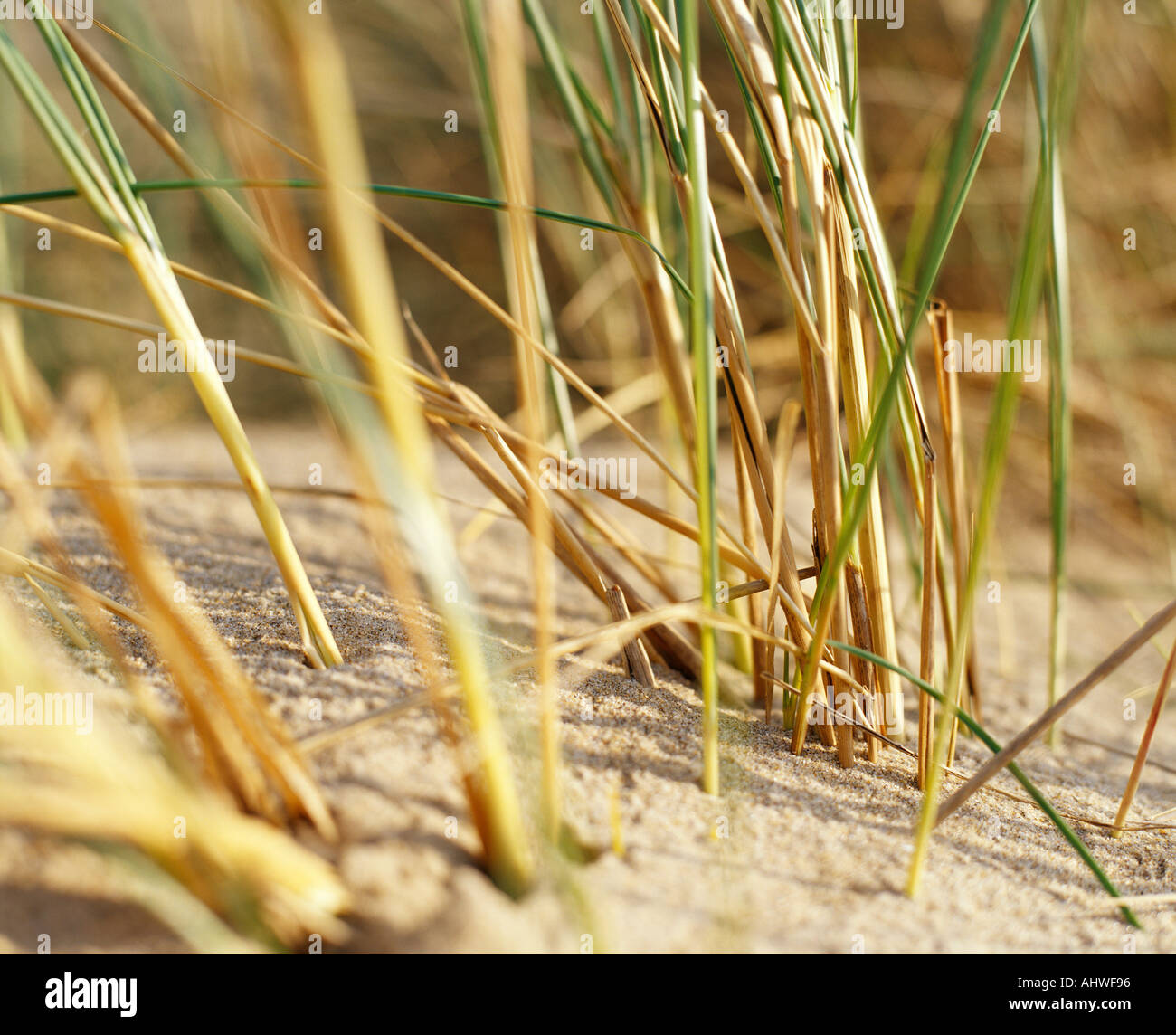 Grasses on a sand dune Stock Photo - Alamy