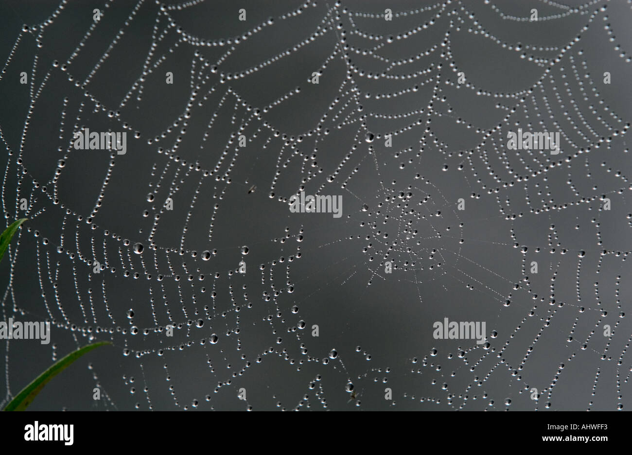 Spider Web on the Radetzky Bridge Graz Austria Europe Stock Photo - Alamy