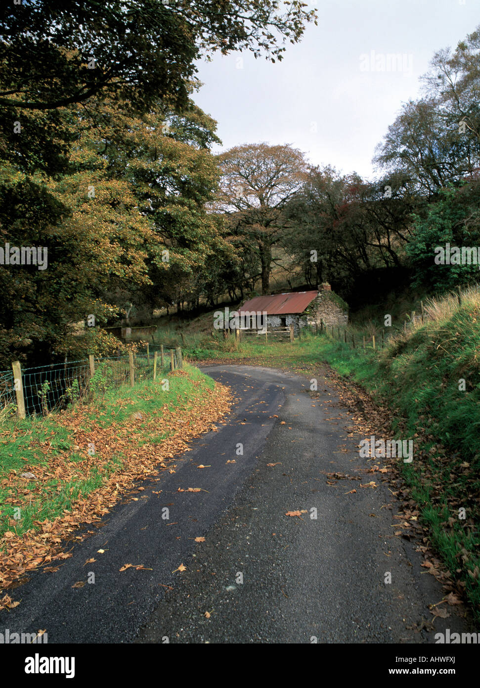 irish country lane Stock Photo - Alamy