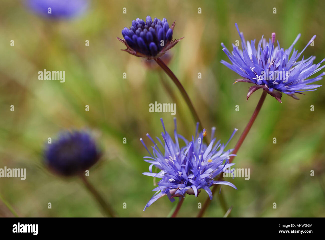 Sheep's bit Scabious Jasione montana Stock Photo - Alamy