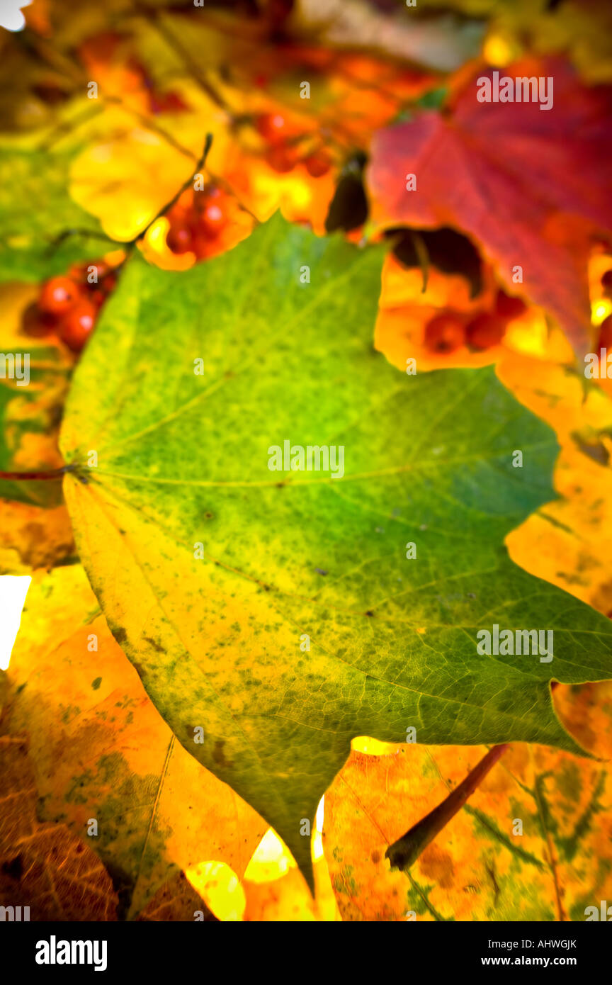 autum color colour dying leaf leaves maple Stock Photo - Alamy