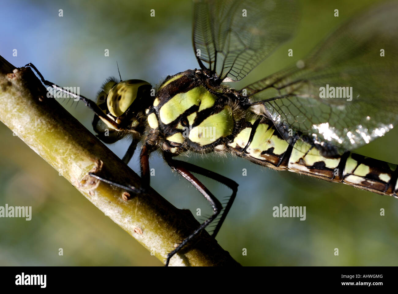 Southern Hawker Dragonfly Stock Photo - Alamy