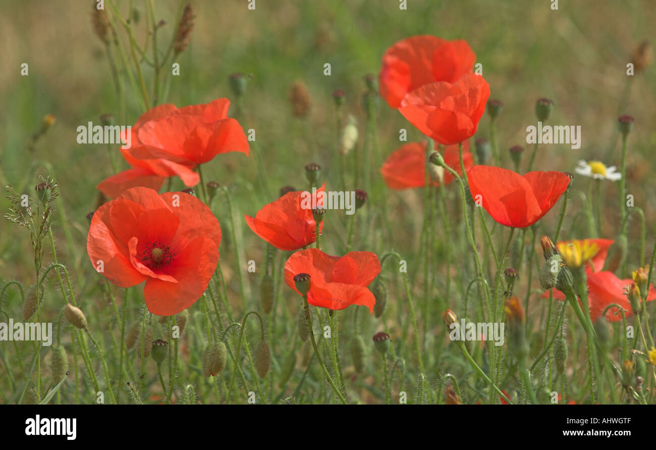 Common Poppy flowers papaver rhoeas and seed heads Stock Photo - Alamy