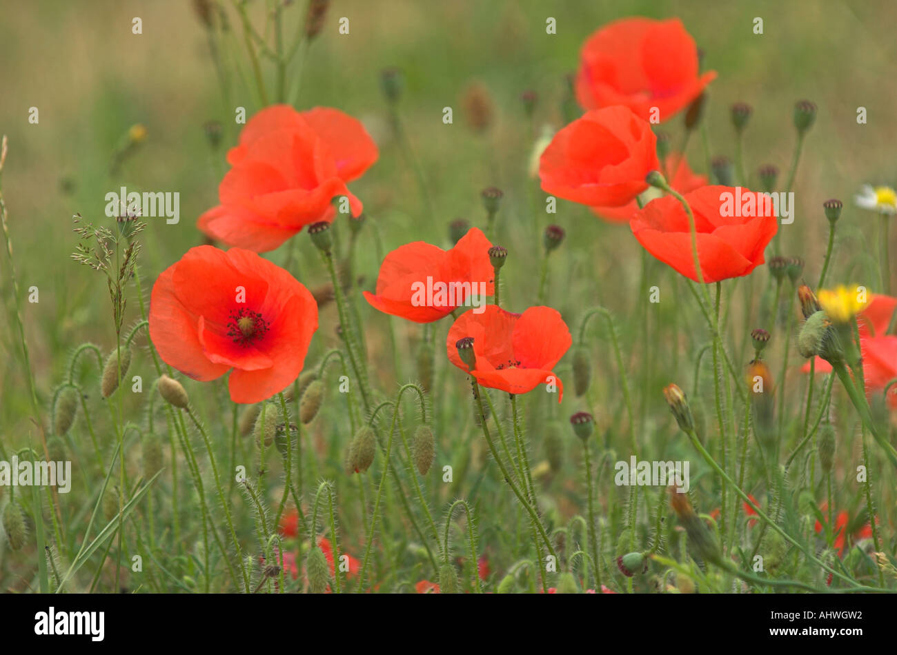 Common Poppy flowers papaver rhoeas and seed heads Stock Photo - Alamy