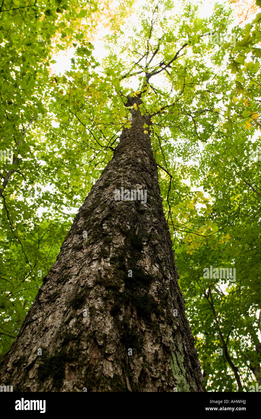 A large tree at Porcupine Mountains State Park in Michigan s Upper ...