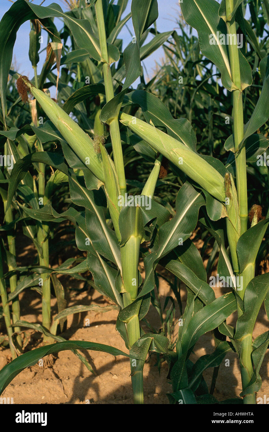 Field of corn stalks Stock Photo - Alamy