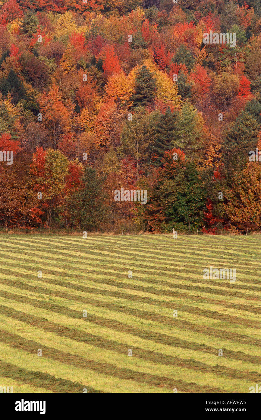 Striped field with fall foliage beyond Stock Photo - Alamy