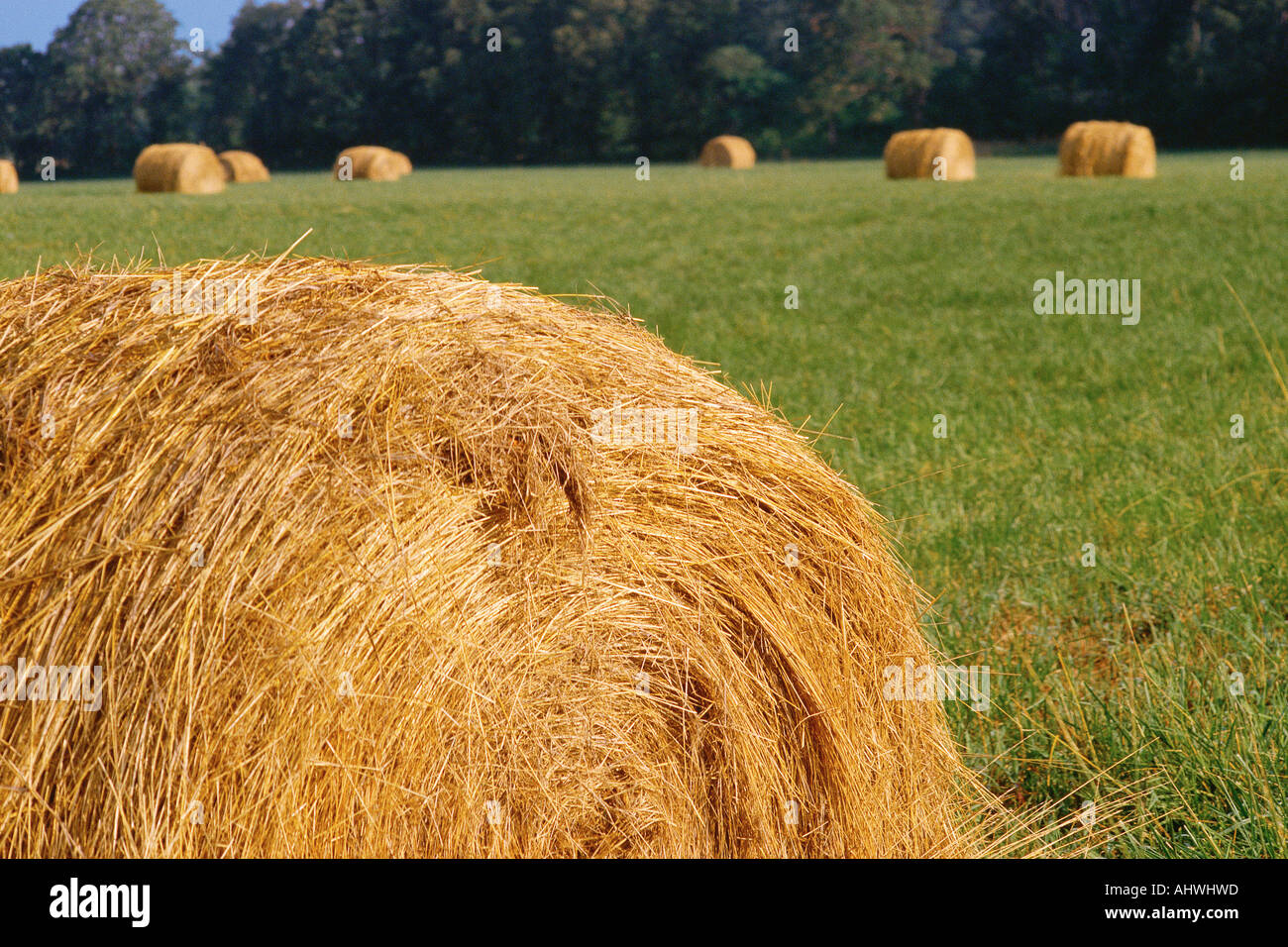 Rolled hay bale with field beyond Stock Photo - Alamy