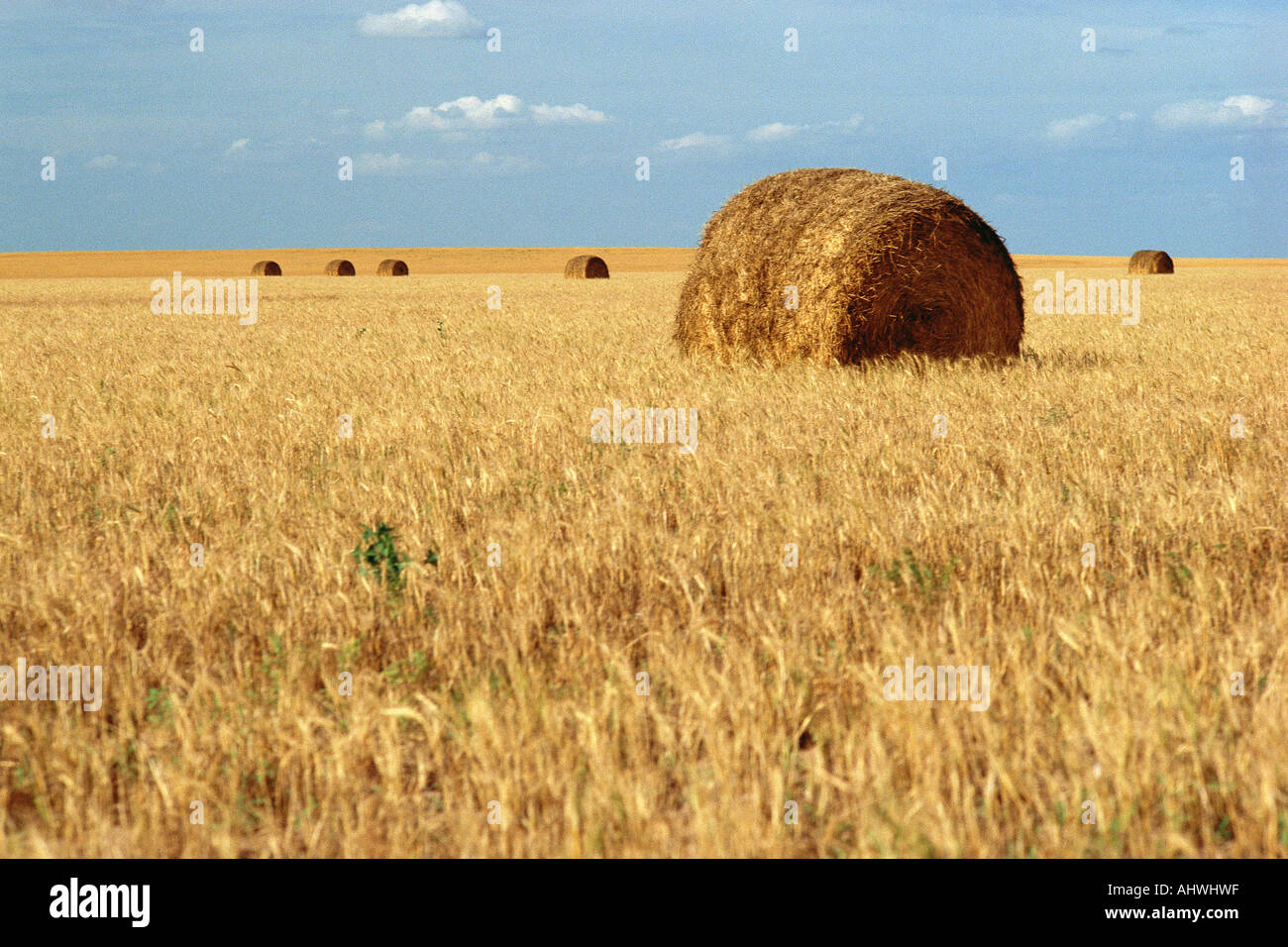 Field with rolled hay bales Stock Photo - Alamy