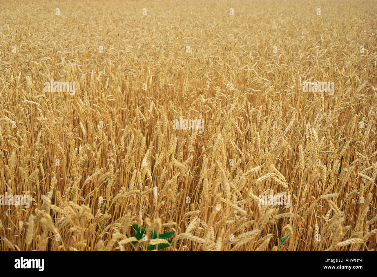 Wheat field in farmland hi-res stock photography and images - Alamy