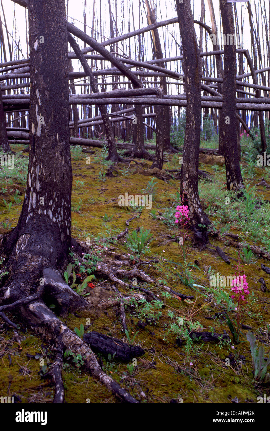 Dead Coniferous Trees burnt by a Forest Fire and blown over by a ...