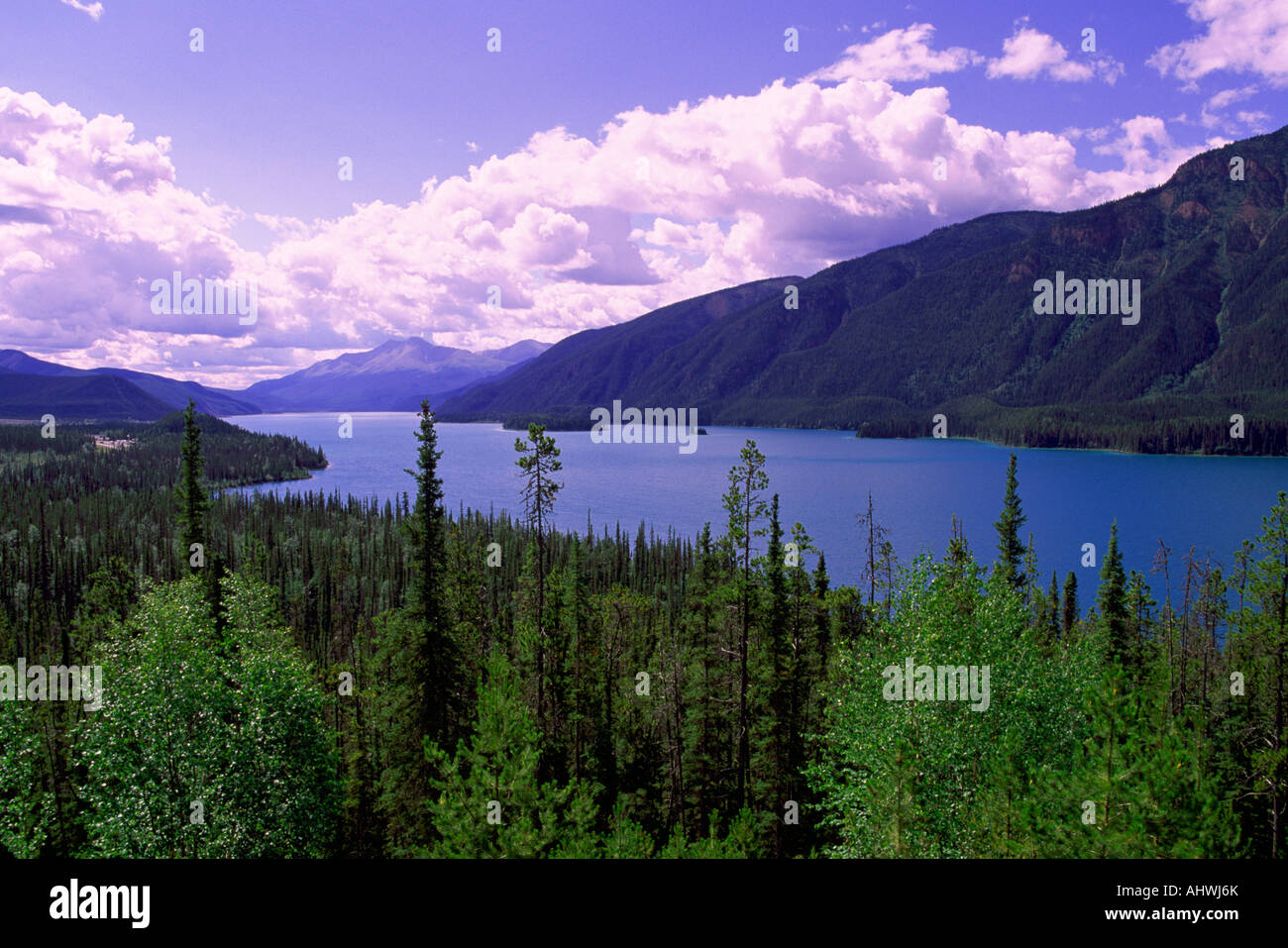 A Boreal Forest at Muncho Lake in Muncho Lake Provincial Park, Northern ...