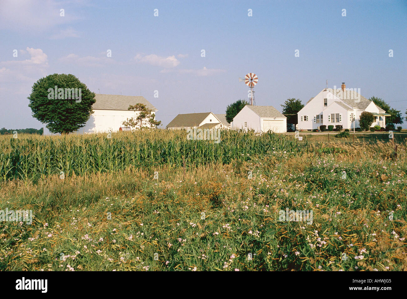 Field with farm buildings beyond Stock Photo - Alamy