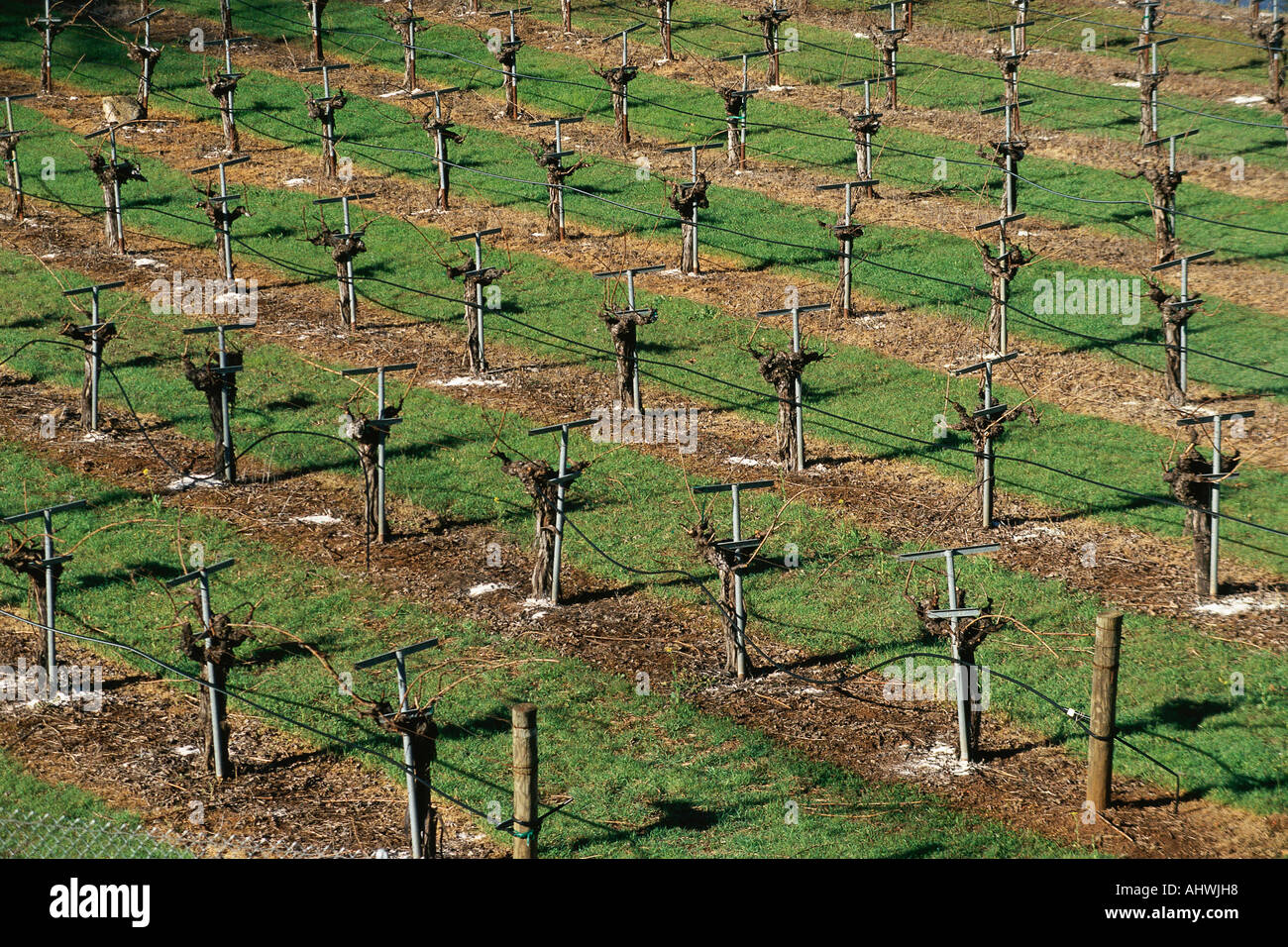 Green field with stakes Stock Photo - Alamy
