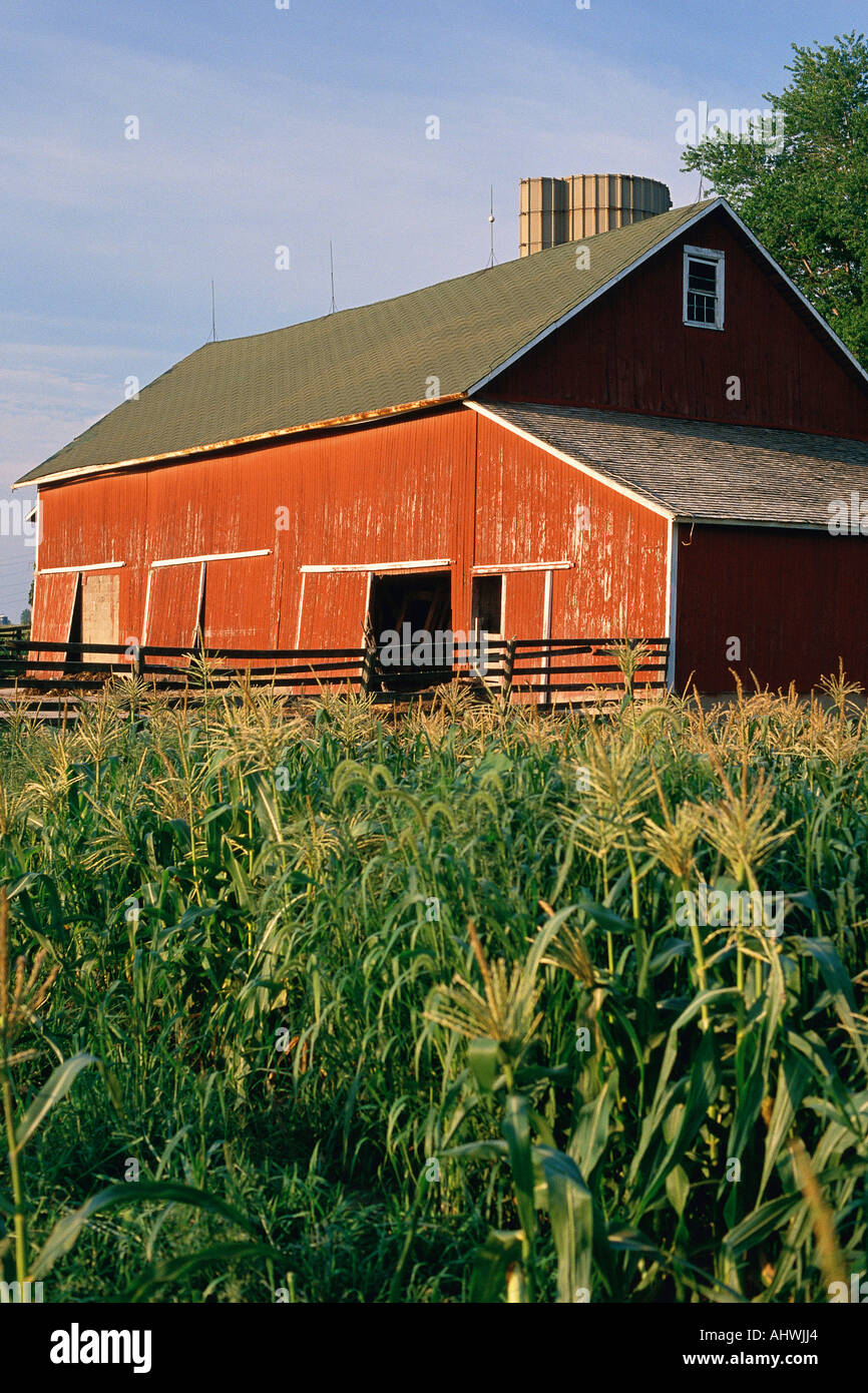 Red barn with corn field in front Stock Photo - Alamy