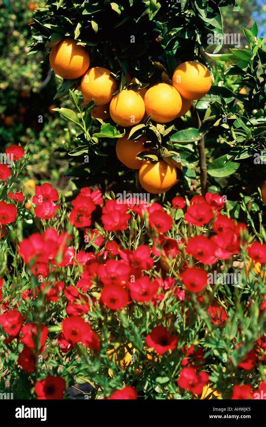 Hanging from flower hi-res stock photography and images - Alamy