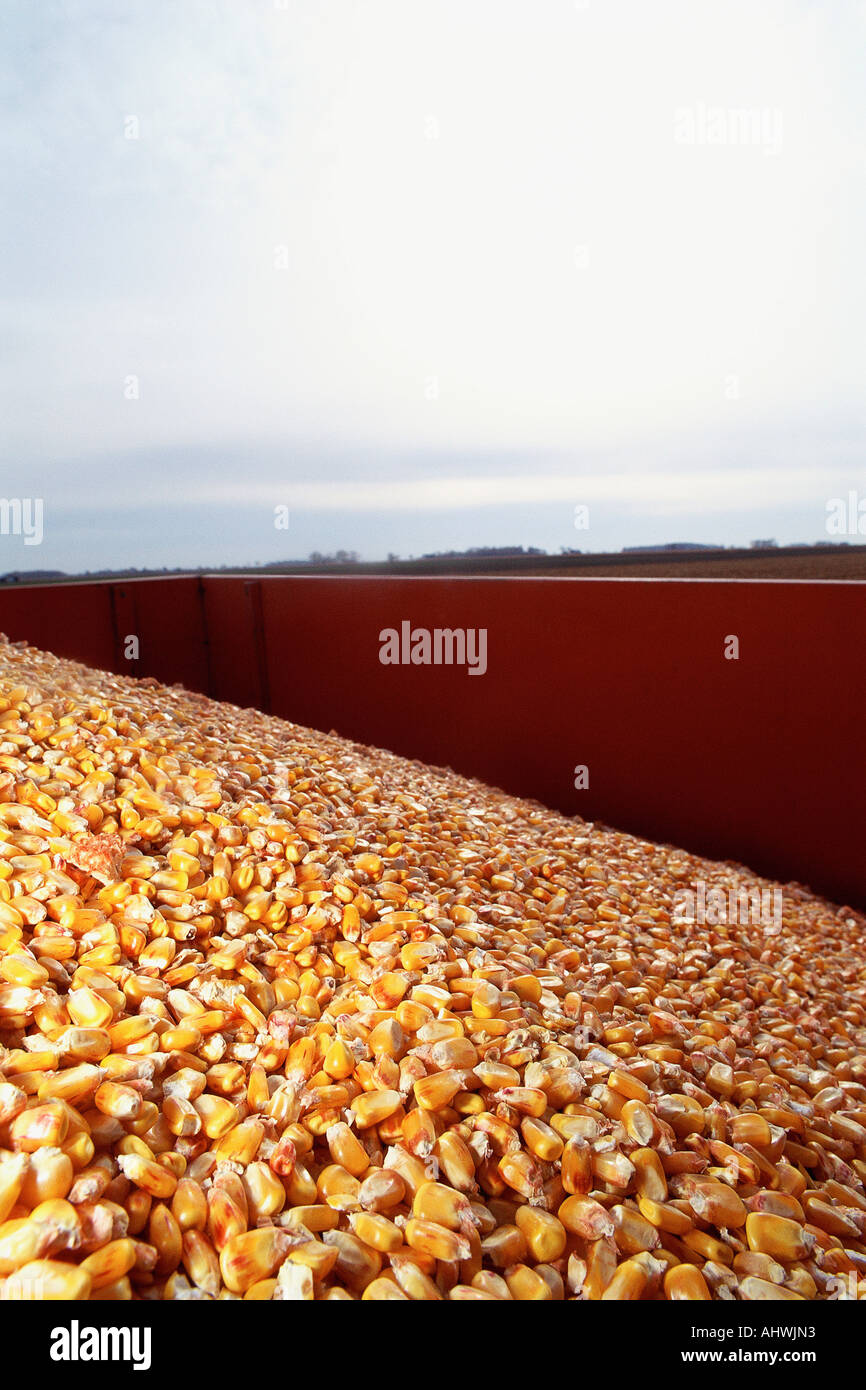 Huge pile of corn kernels Stock Photo - Alamy