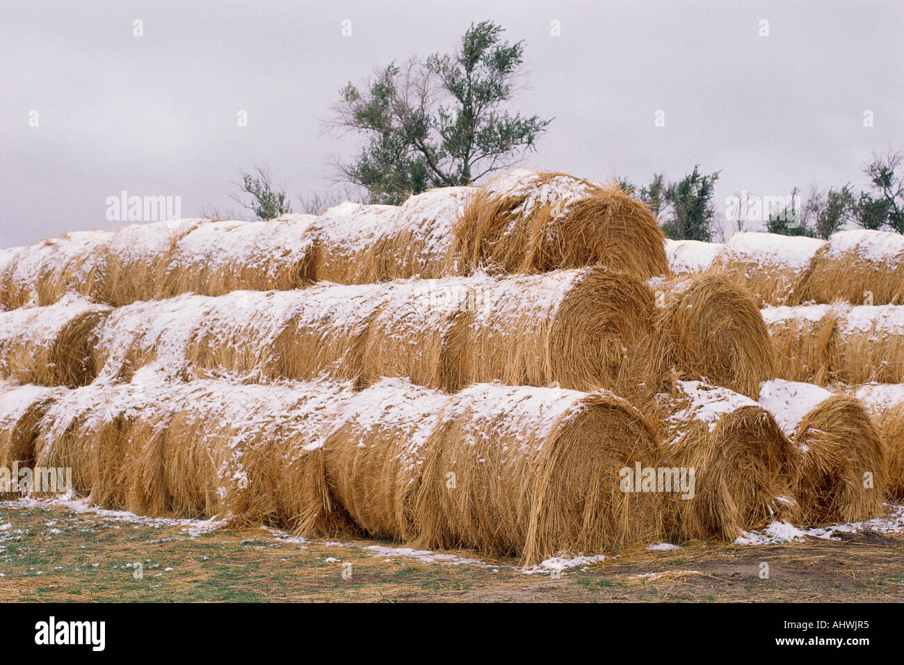 Stacks of rolled hay bales Stock Photo - Alamy