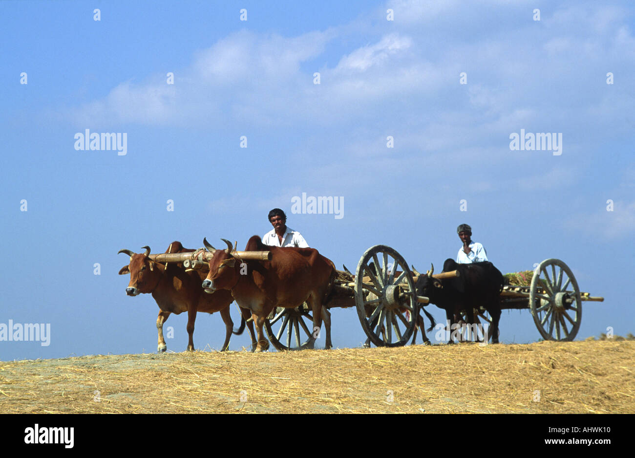 Farmers and their cattle-drawn hay carts at harvest time. Bangladesh ...