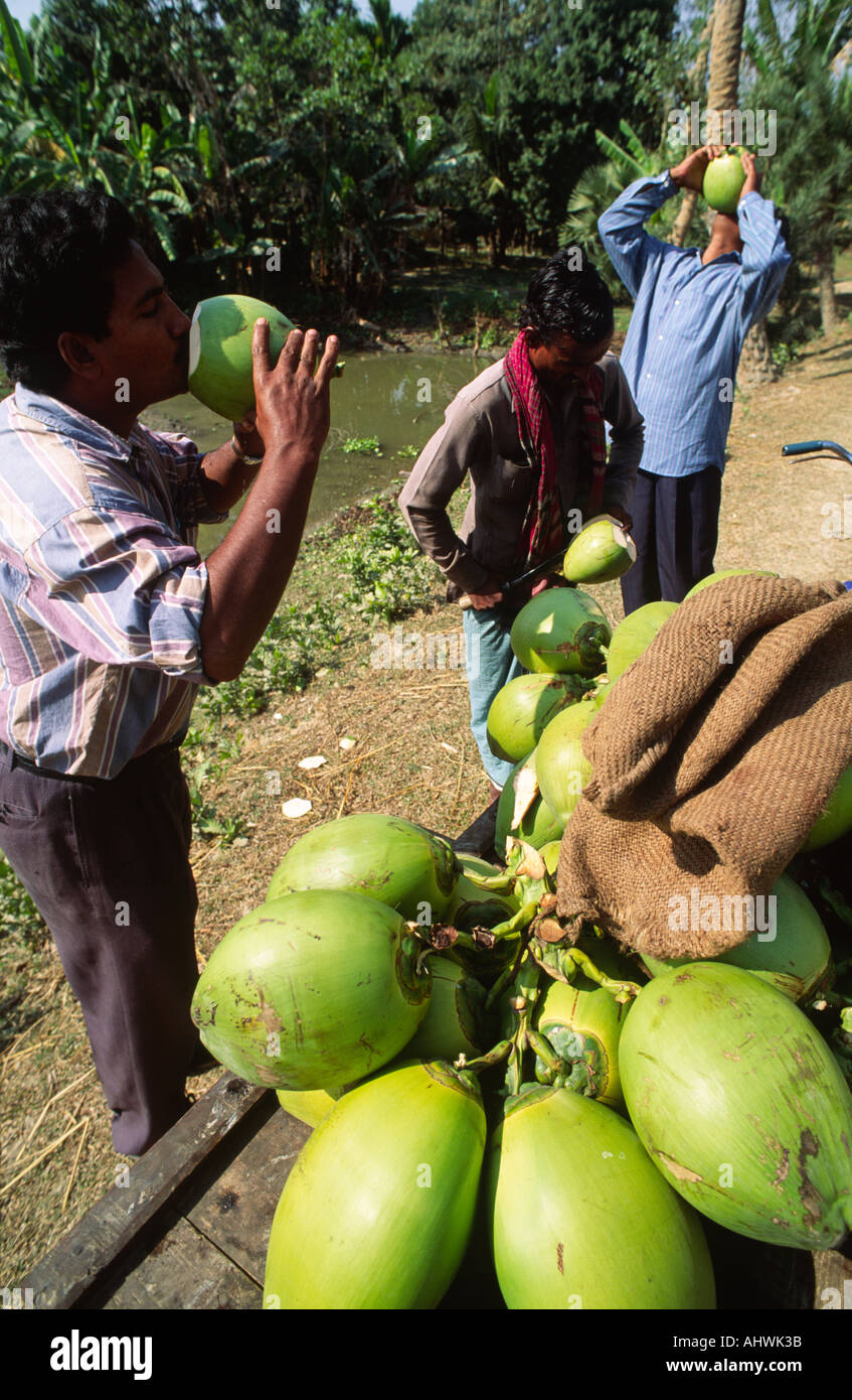 Roadside coconut water drinks stall. Bangladesh Stock Photo - Alamy