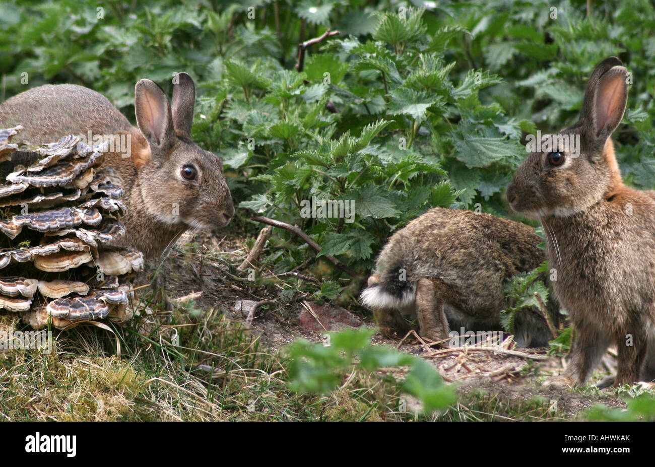 Rabbit oryctolagus cuniculus tail scut hi-res stock photography and ...