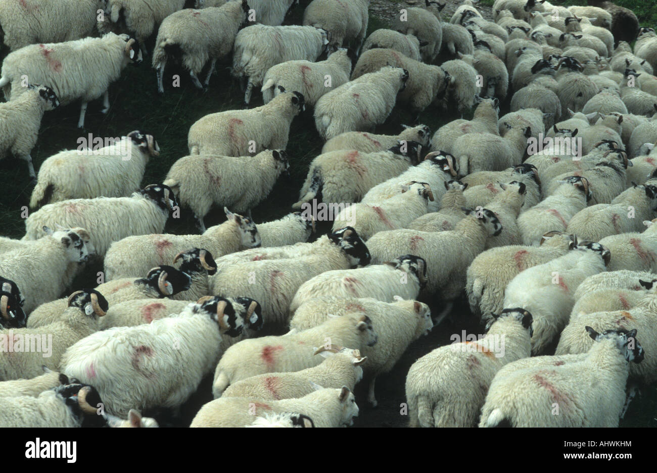Large herd of black faced sheep Stock Photo - Alamy