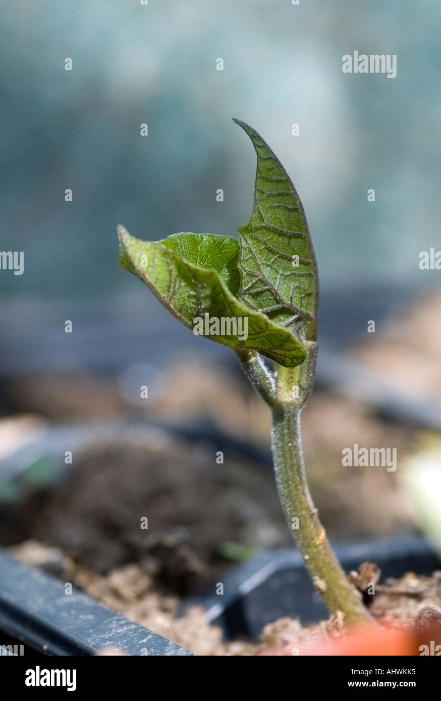 Sprouting shoot of a Runner-Bean plant Stock Photo - Alamy
