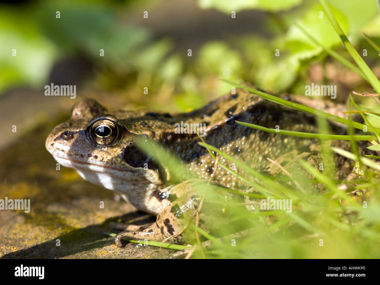 Male rana temporaria hi-res stock photography and images - Alamy