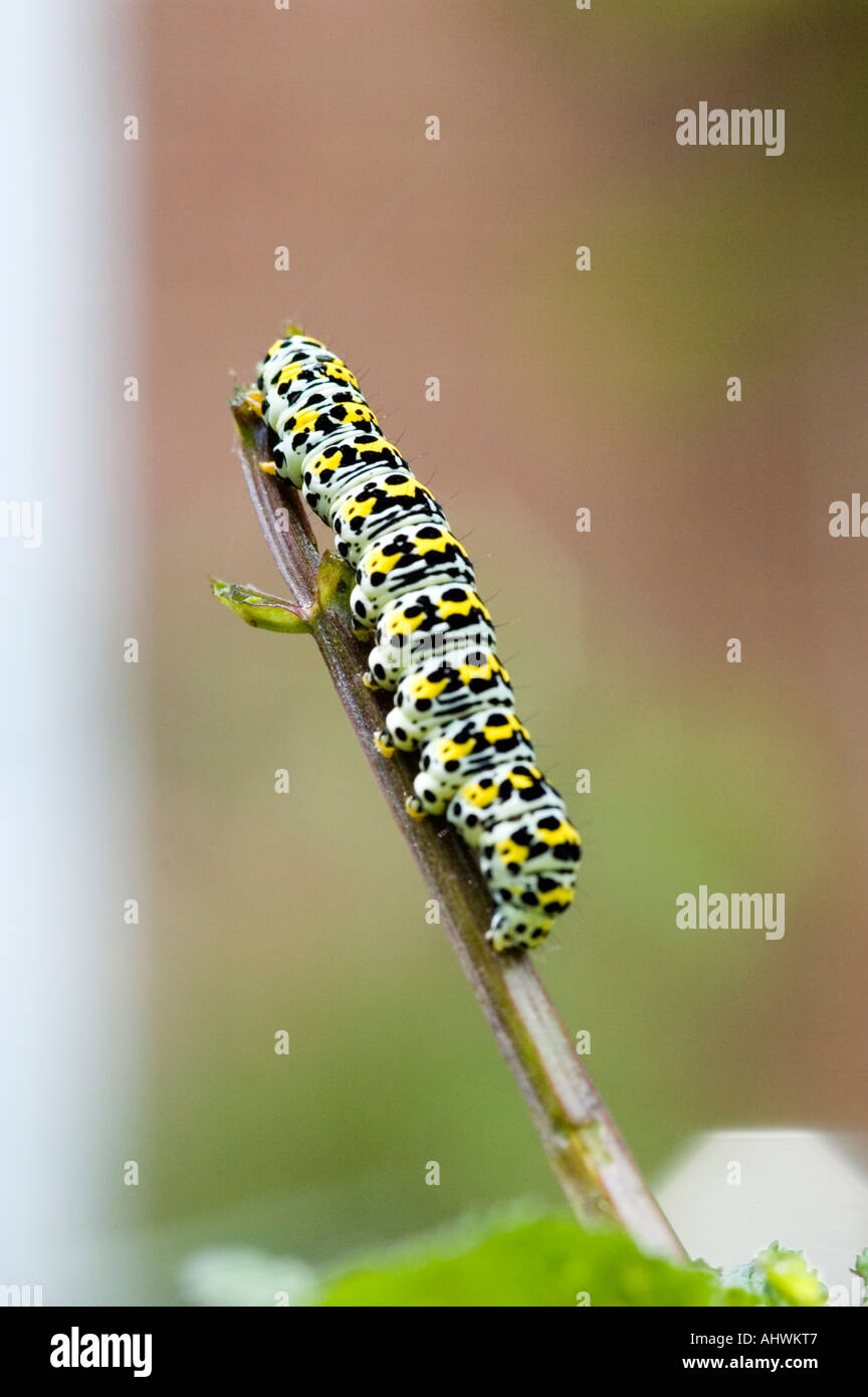 Mullein moth caterpillar (Cucullia verbasci Stock Photo - Alamy