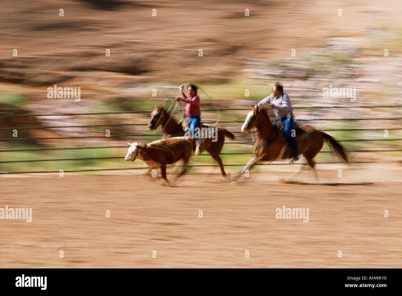 Cowboys on horseback calf roping Stock Photo - Alamy
