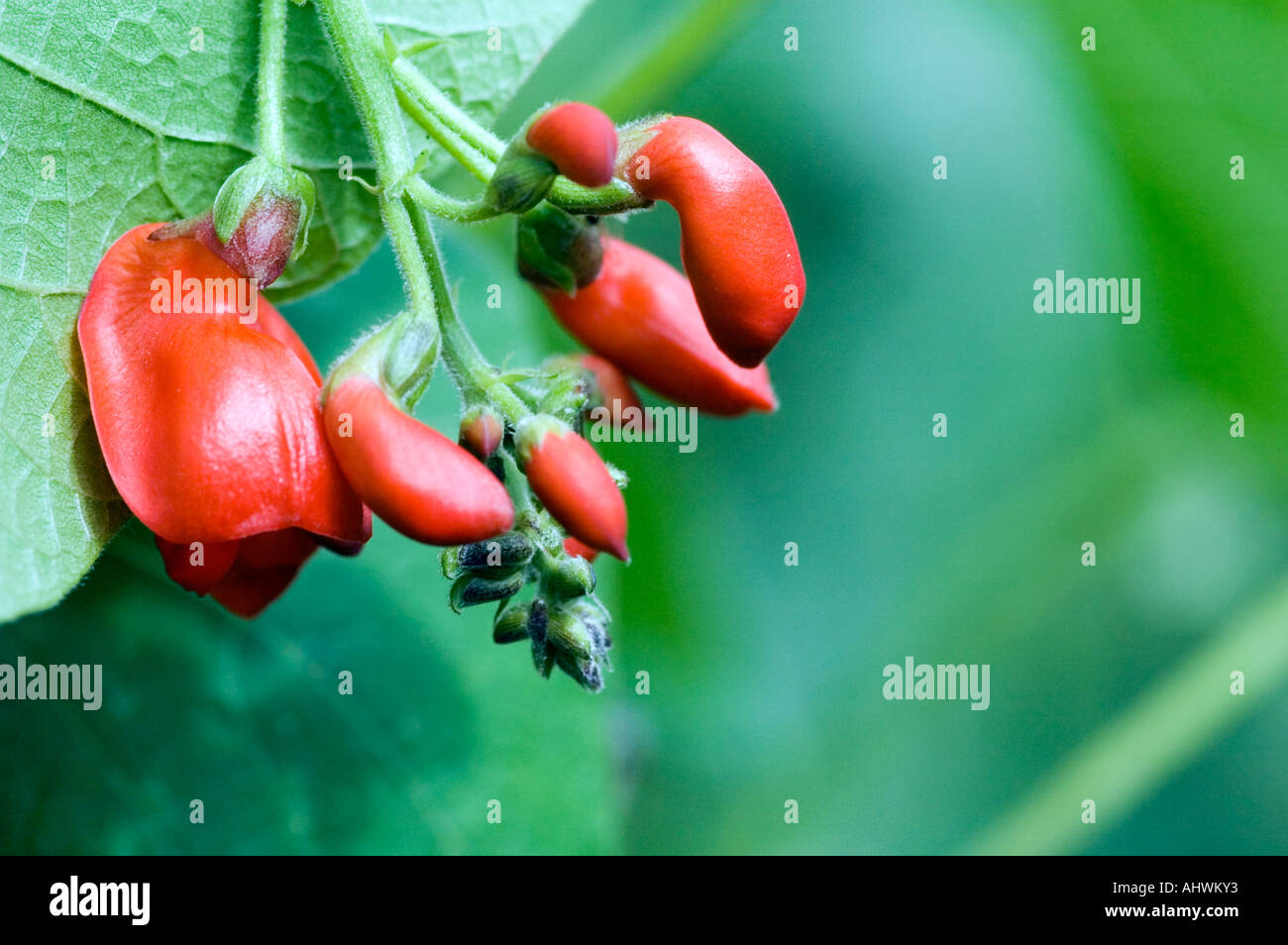 Scarlet runner beans flowers hi-res stock photography and images - Alamy