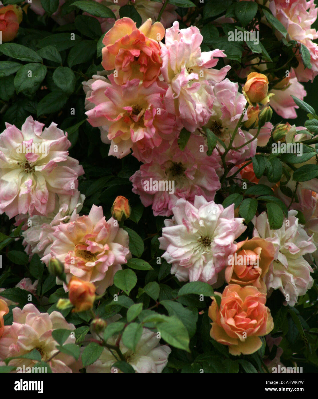 Climbing Rose (Rosa) Peach Stock Photo - Alamy