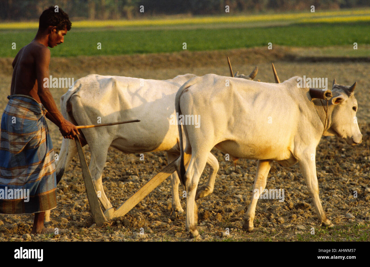 Ploughing with cows hi-res stock photography and images - Alamy