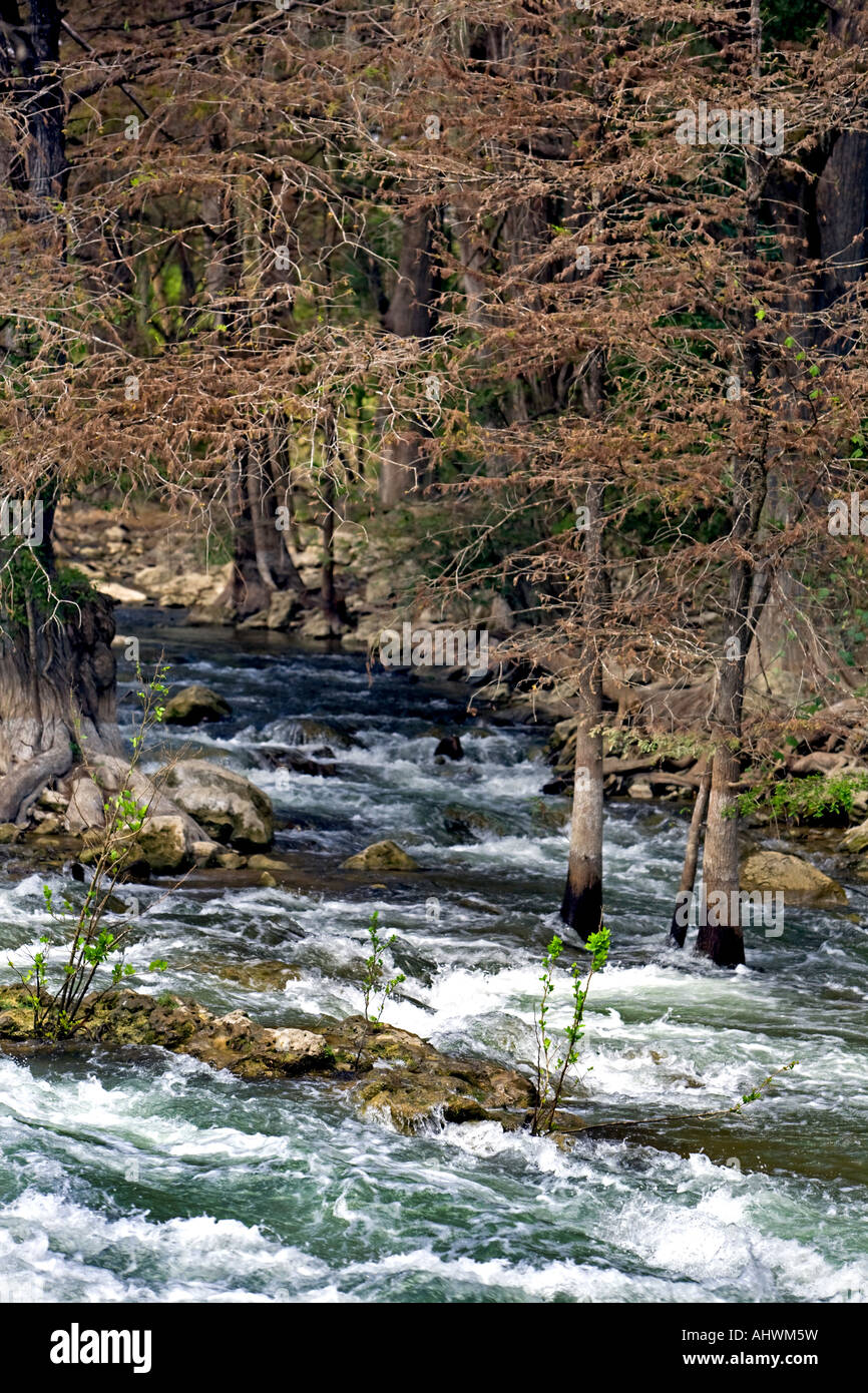 River rapids cypress trees in autumn in south Texas Stock Photo - Alamy