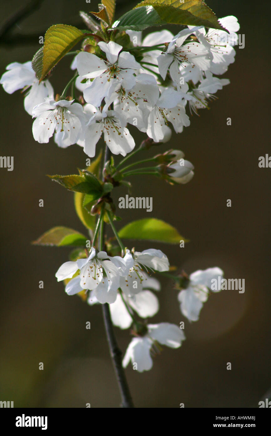 Detail wild cherry tree hi-res stock photography and images - Alamy
