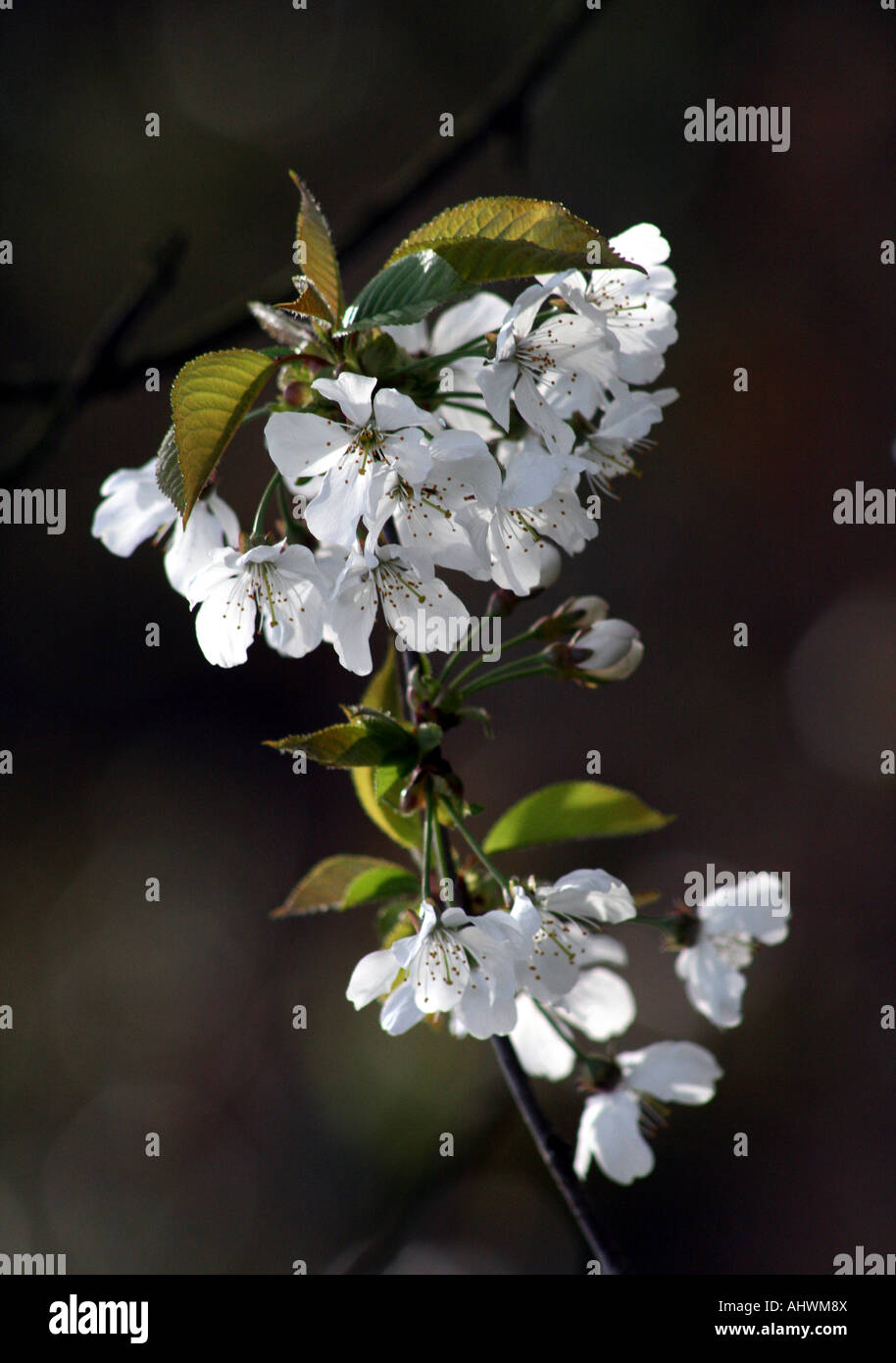 Prunus avium flowering white hi-res stock photography and images - Alamy